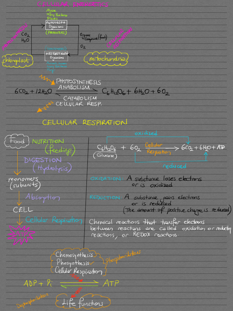 Cellular Respiration - 106-114 | PDF | Cellular Respiration | Glycolysis
