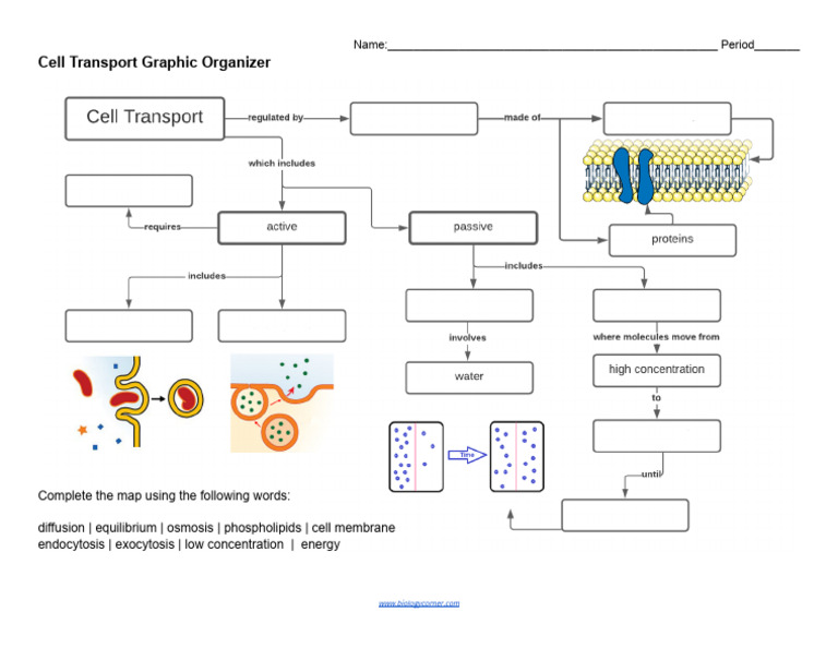 Cell Transport Graphic Organizer | PDF