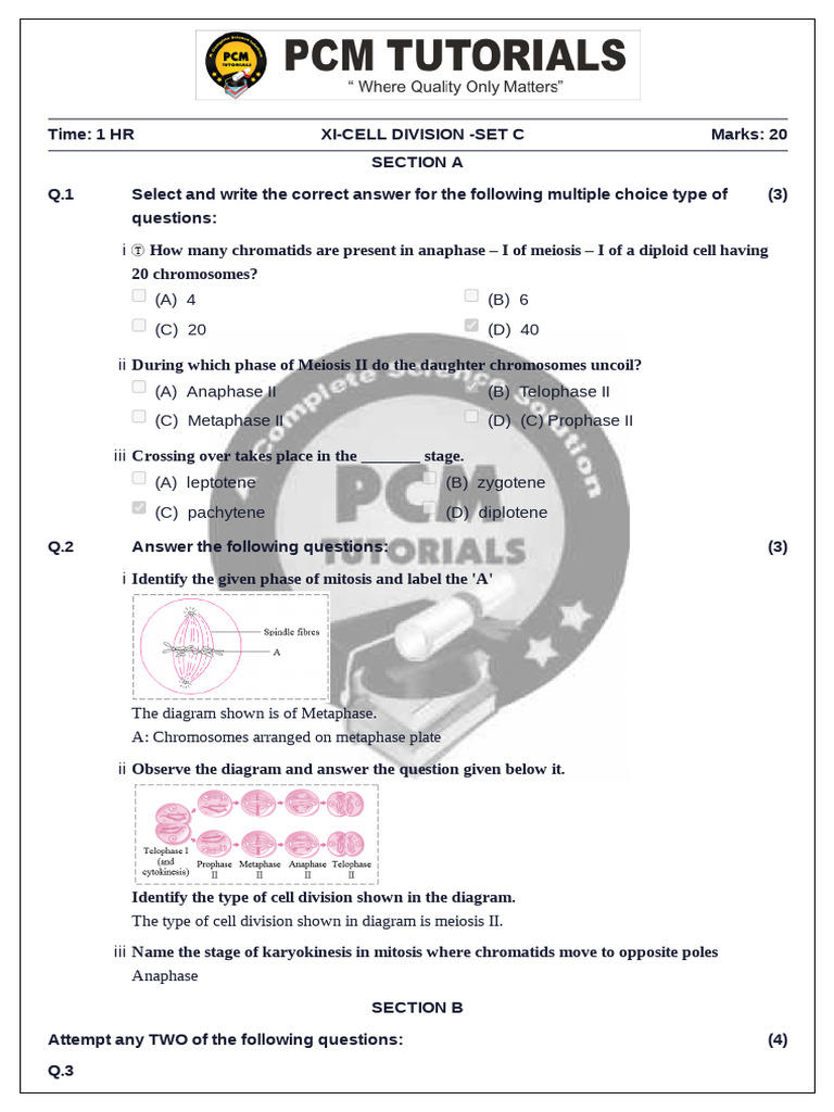 Answer Key Xi Cell Division Set c | PDF | Mitosis | Meiosis