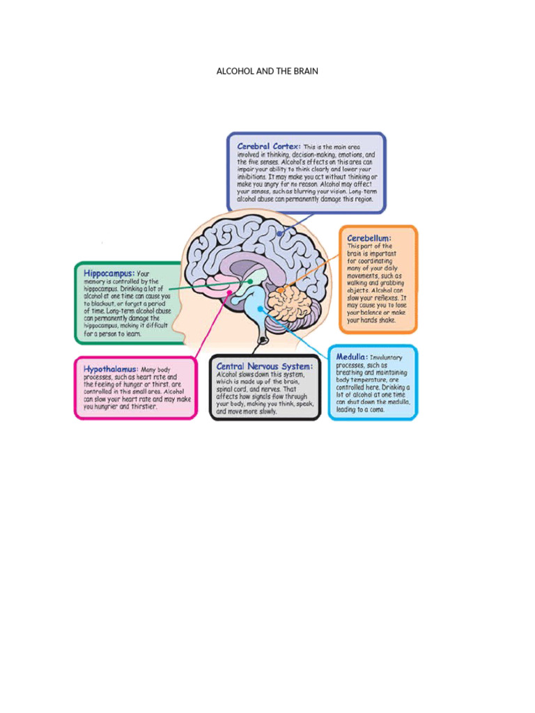 Alcohol and the Brain | PDF