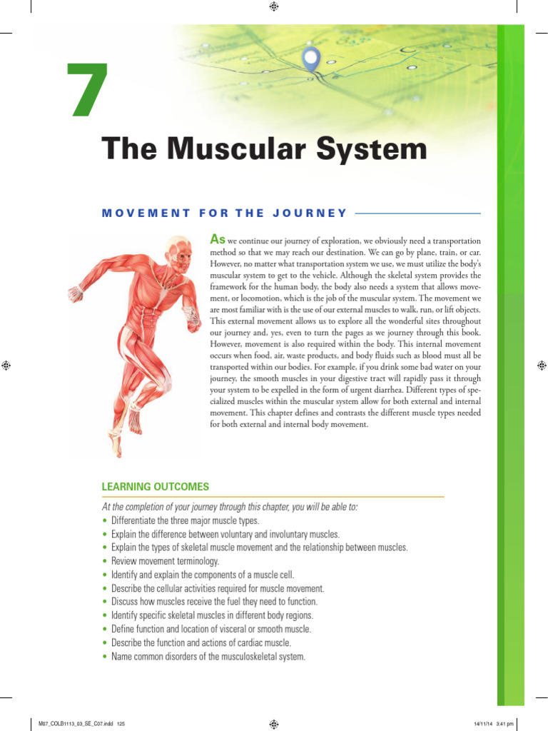 Muscular System | PDF | Muscle Contraction | Skeletal Muscle