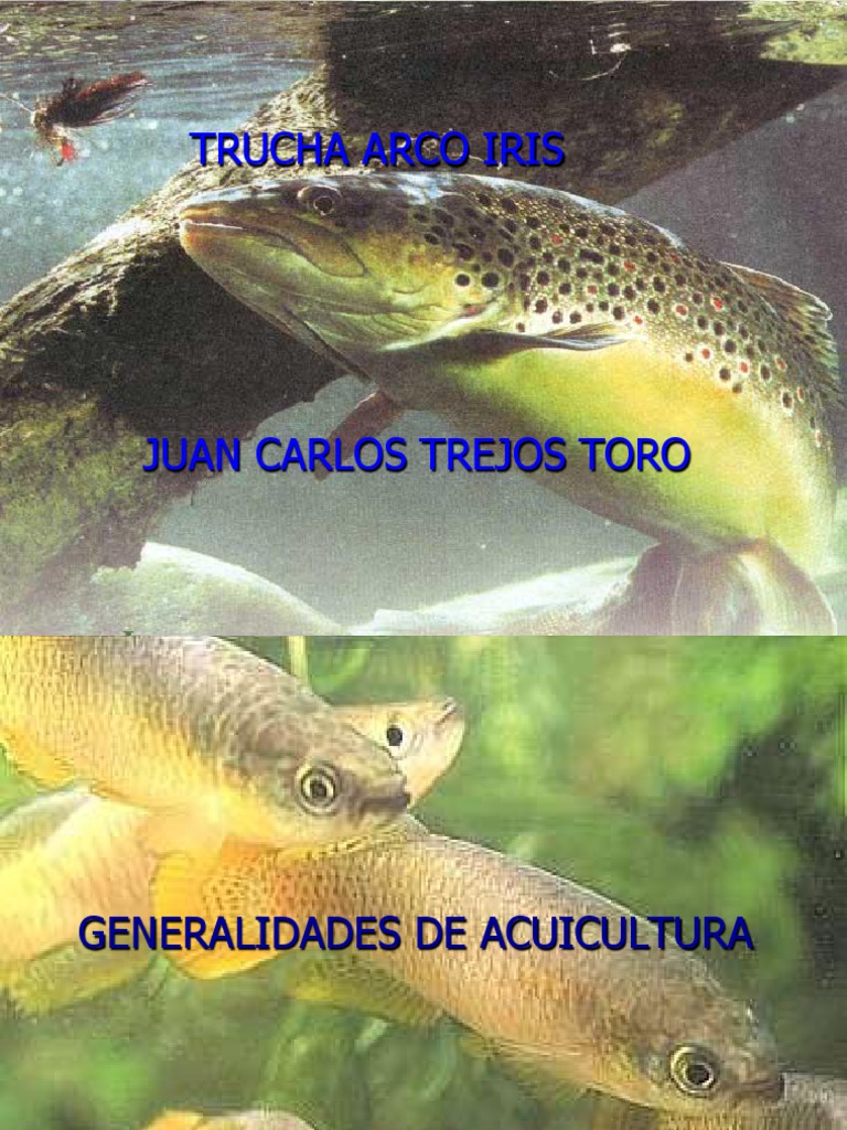 Reproducción y características de la trucha | PDF | Huevo | Alimentos