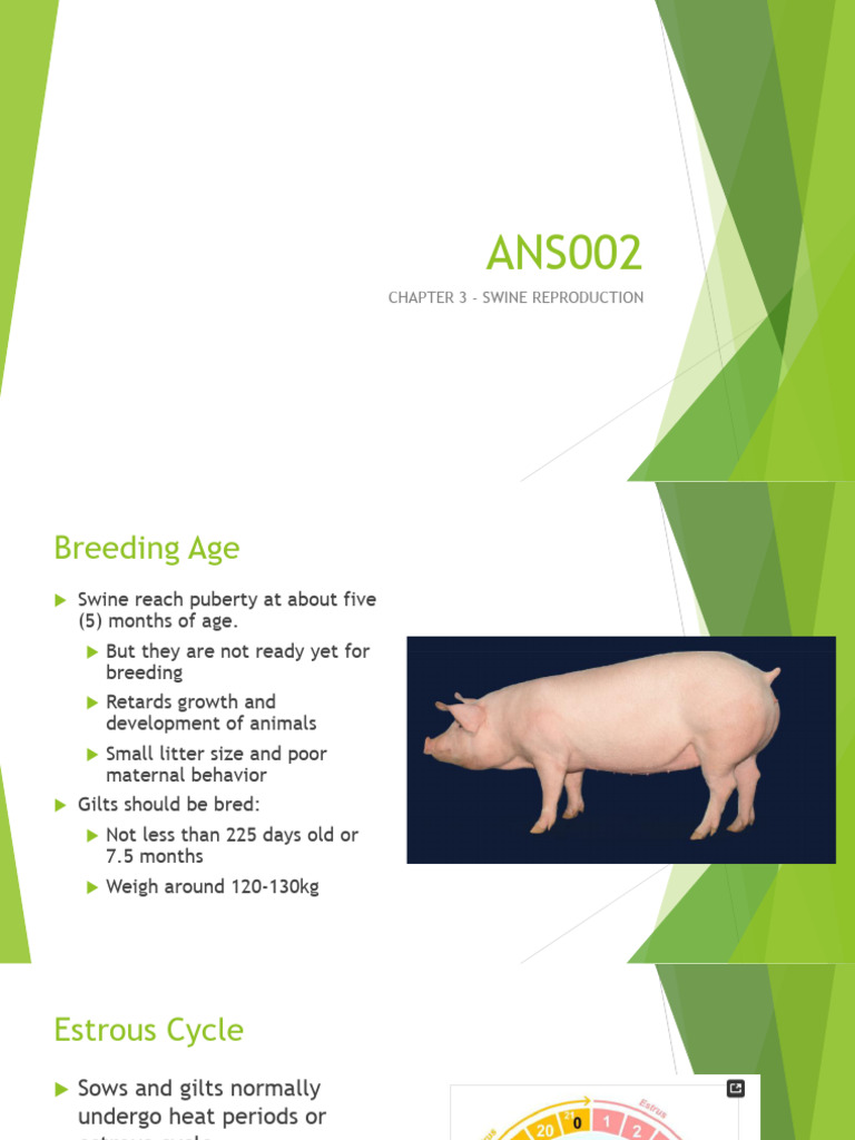 Chapter 3 Swine Reproduction | PDF | Semen | Sperm