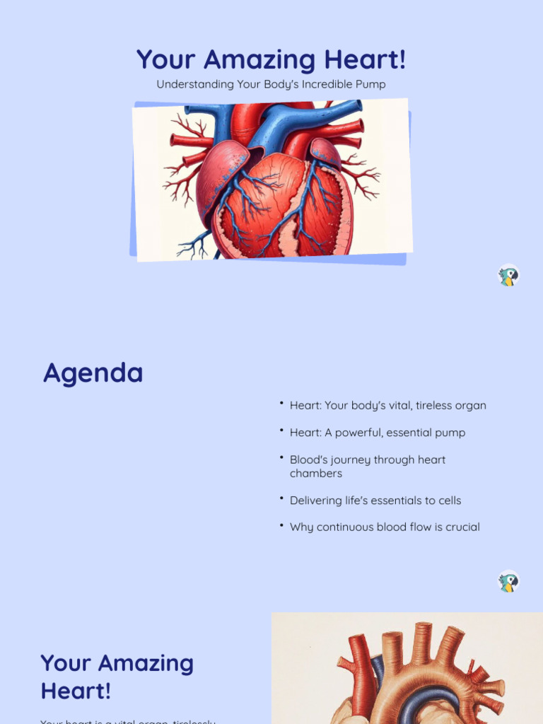 Your Amazing Heart | PDF | Heart | Blood