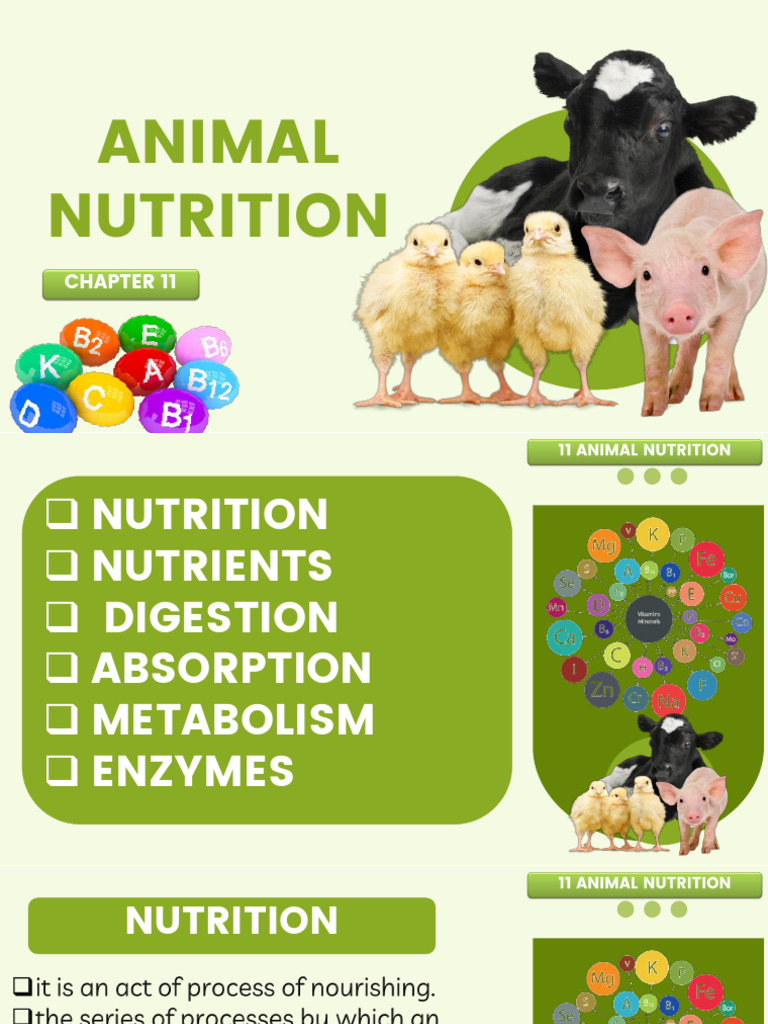 Ansci Animal Nutrition Chapter 13 Vitamin Deficiencies | PDF ...