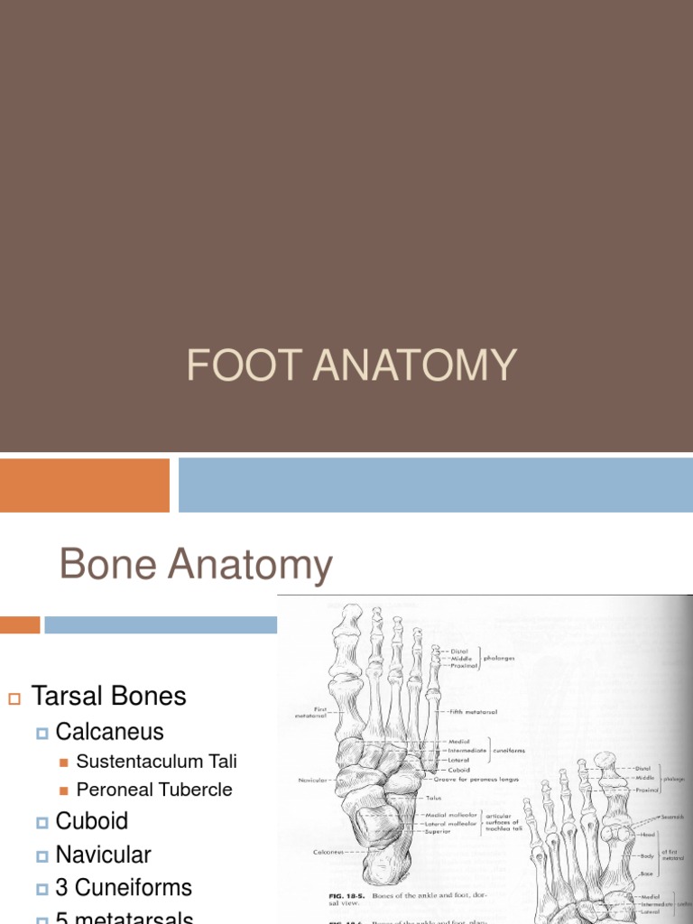 Foot Anatomy Pdf Foot Musculoskeletal System