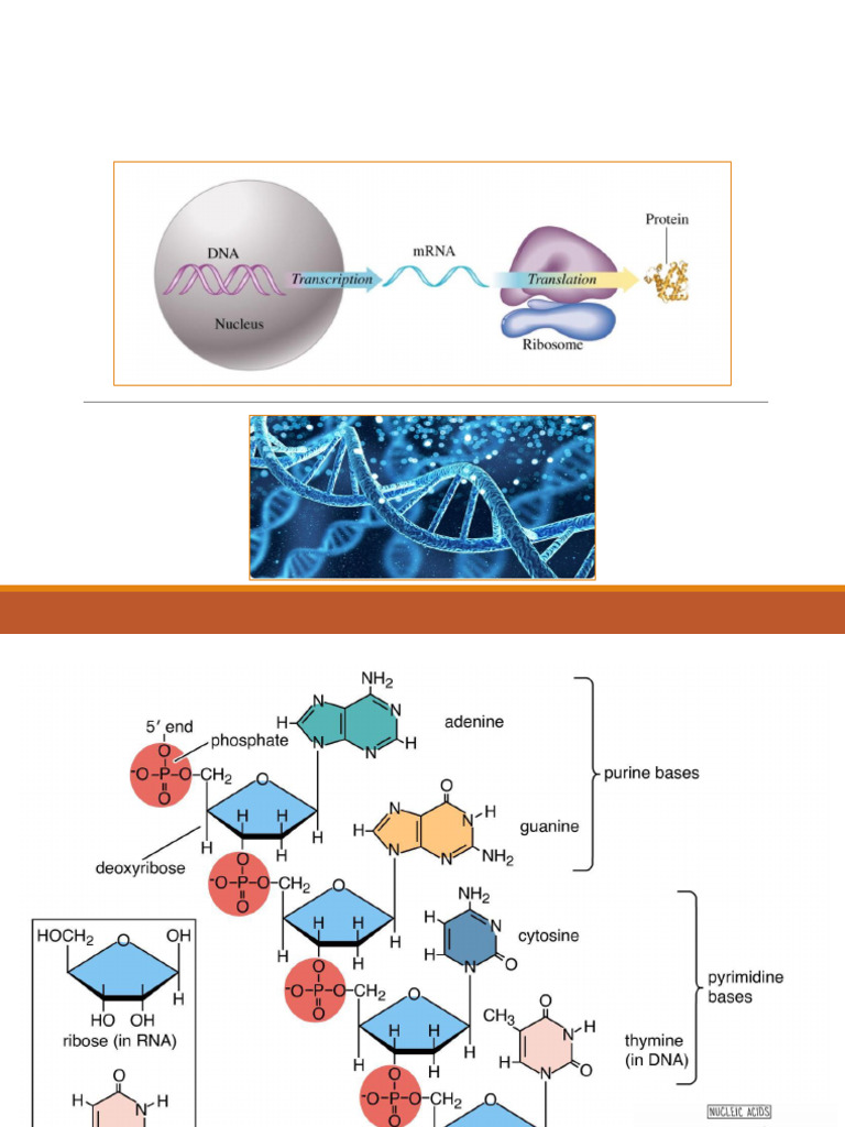 Nucleic Acids and Protein Synthesis Lecture Series1 | PDF | Genetic ...