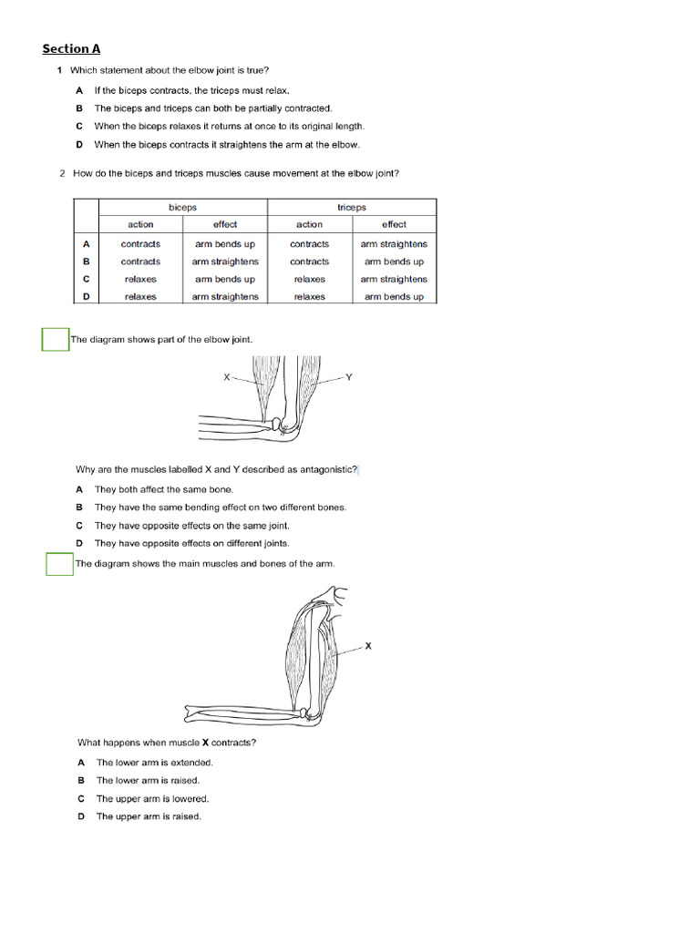 7.4 Moving The Body Quiz (Skeleton) | PDF