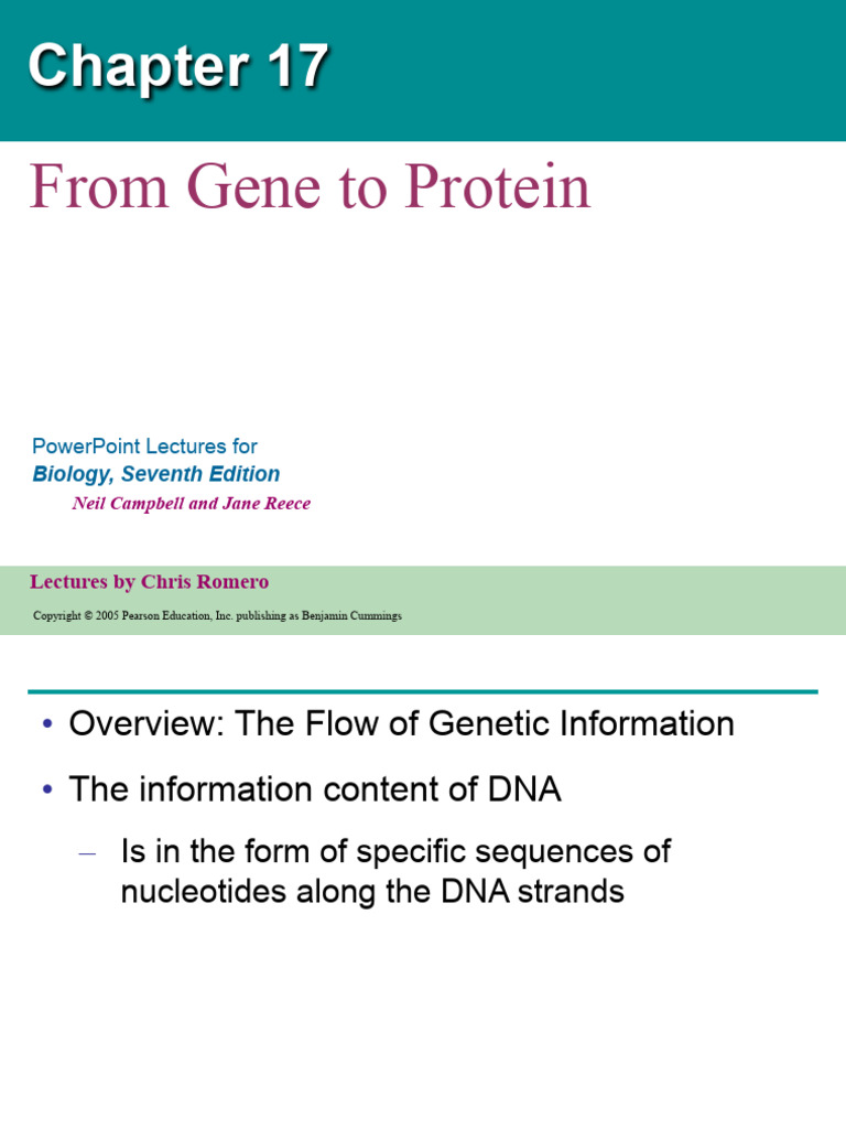 17 - From Gene To Protein | PDF | Translation (Biology) | Ribosome