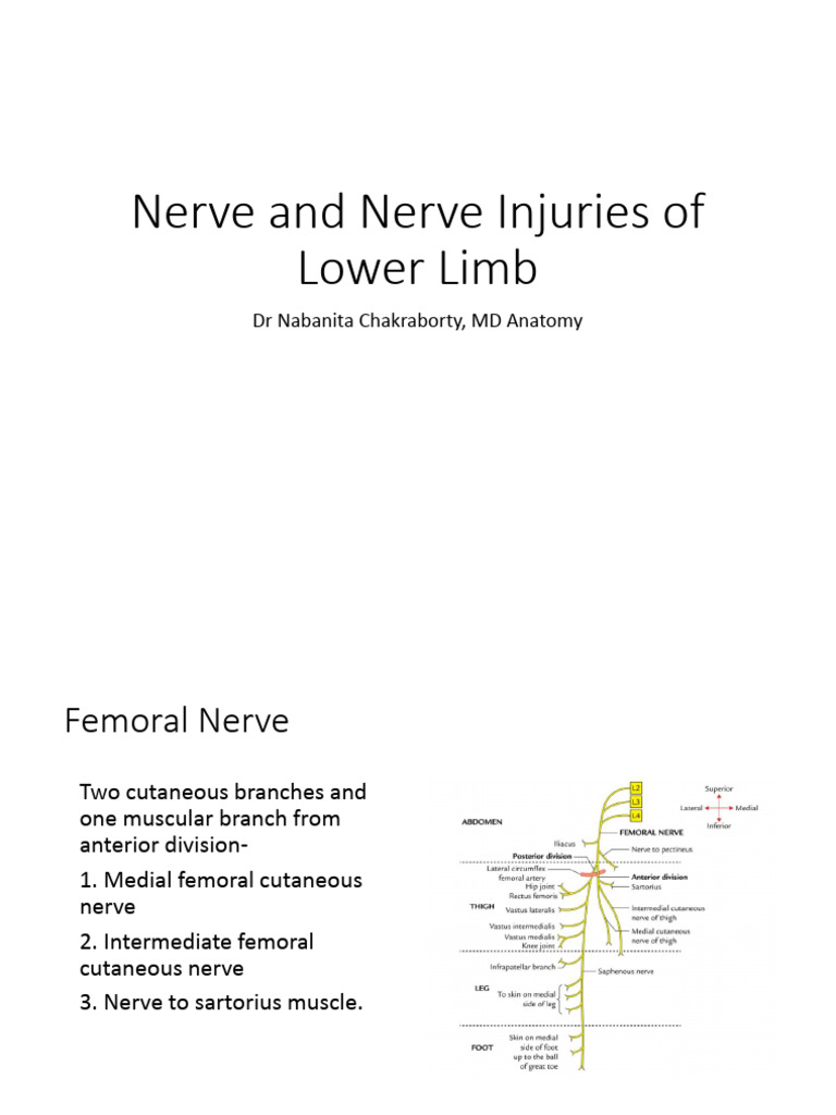 Nerve and Nerve Injuries of Lower Limb | PDF | Human Leg | Pelvis