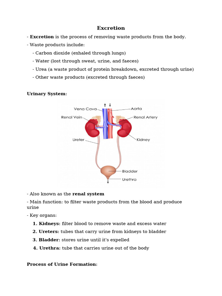 TN Excretion+in+Humans | PDF
