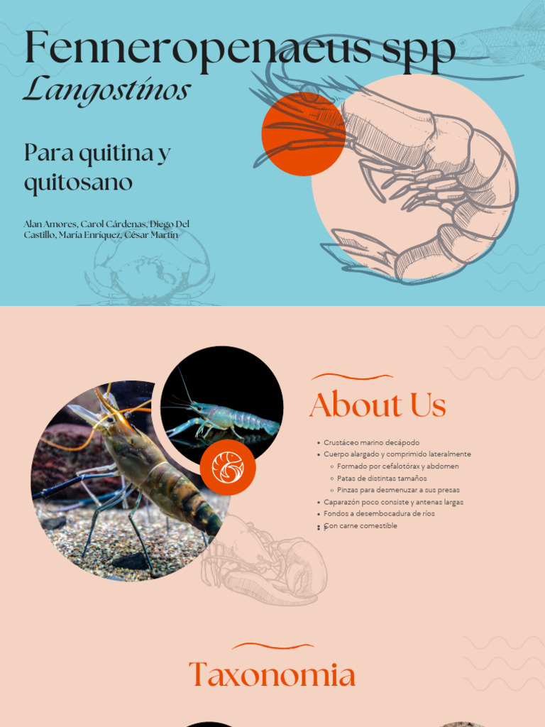 Presentación Unidad 5. Fenneropenaeus | PDF