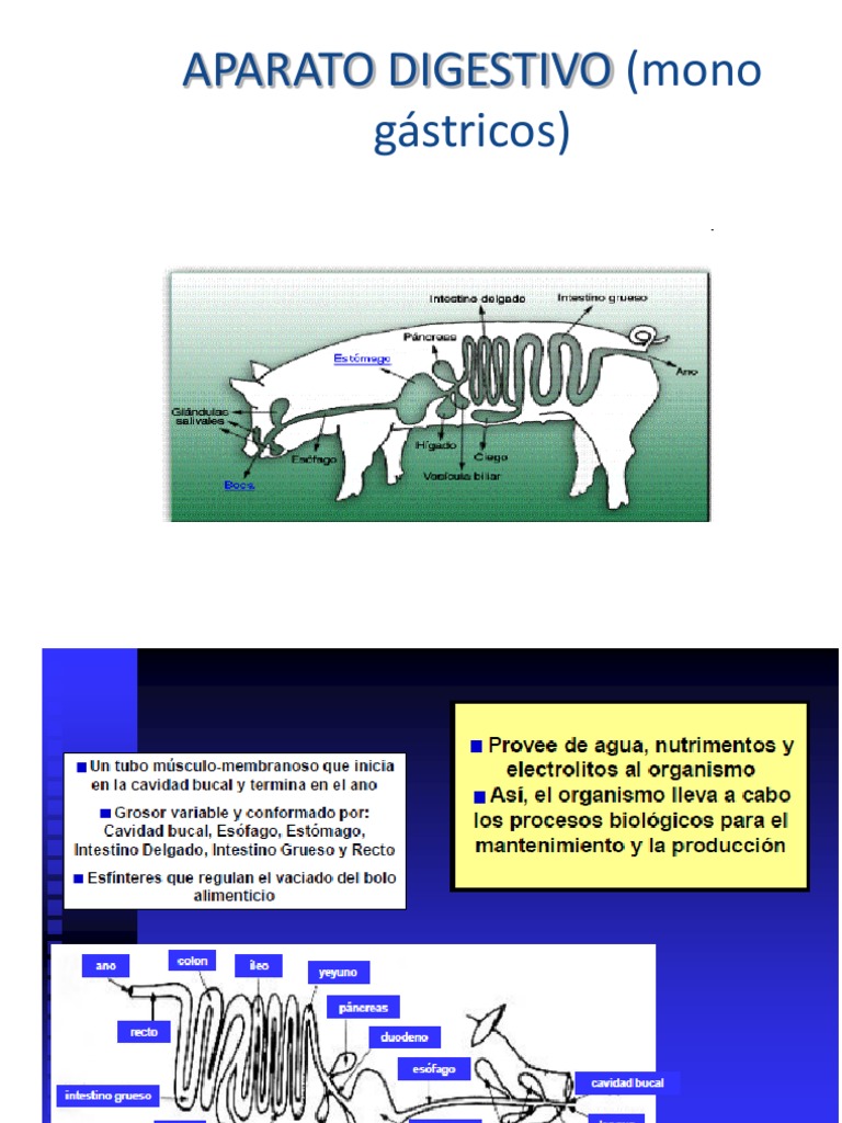 Sistema Digestivo Monogástrico Pdf