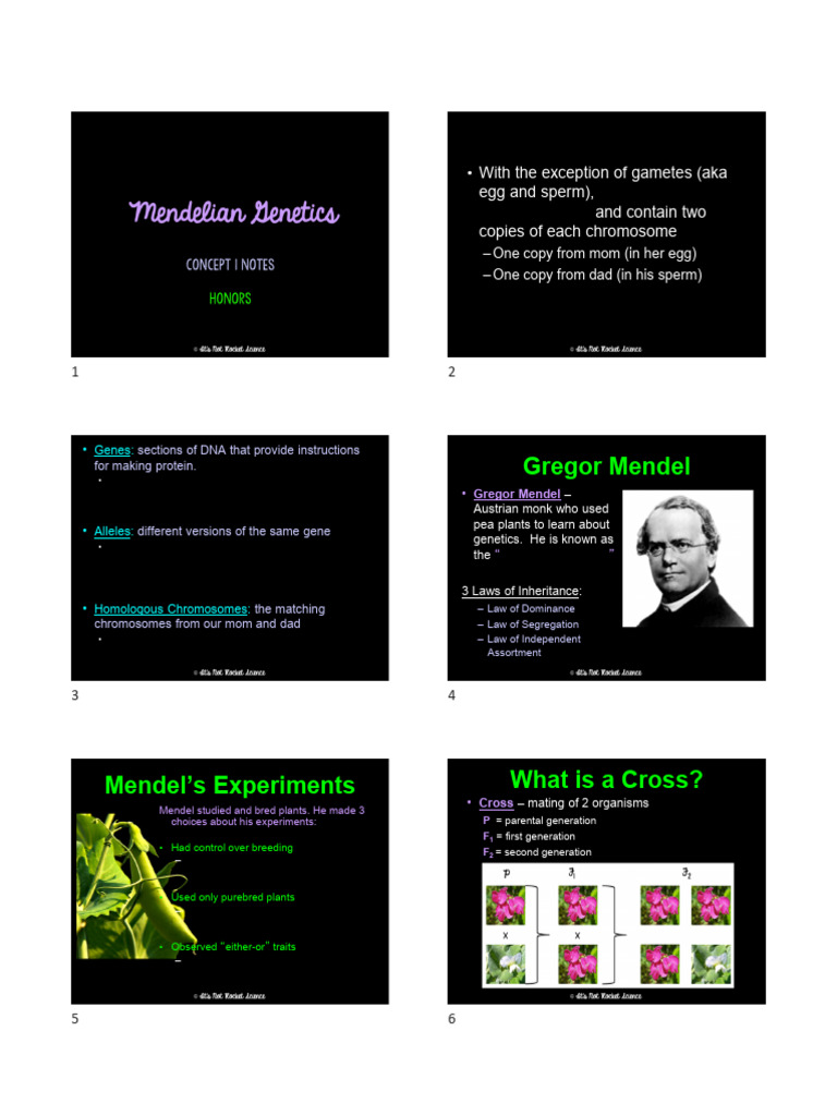 Honors Concept 1 Notes - Mendelian Genetics - Student | PDF | Genotype ...
