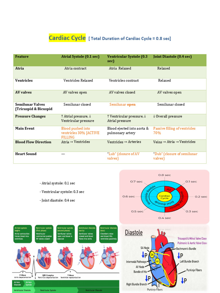 Cardiac Cycle | PDF