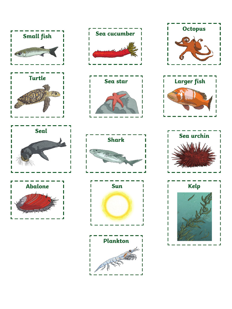 Kelp Forest Food Web Cut and Stick Ver 3 | PDF