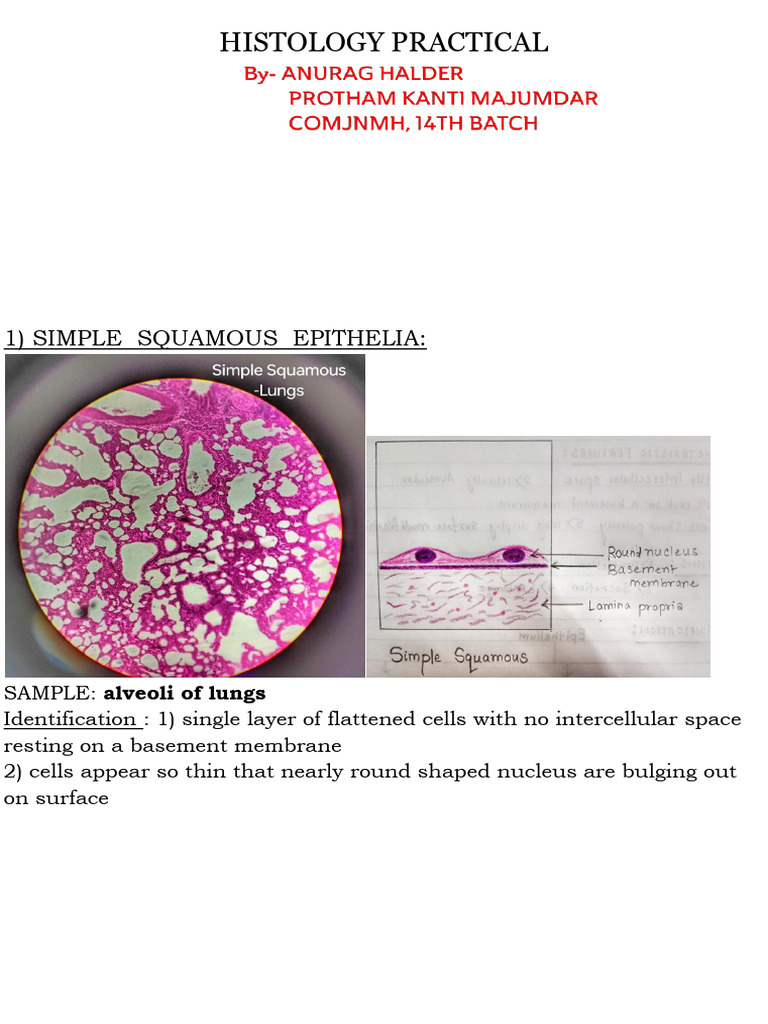 HISTOLOGY_FINAL-1_250117_111338 | PDF | Epithelium | Anatomy