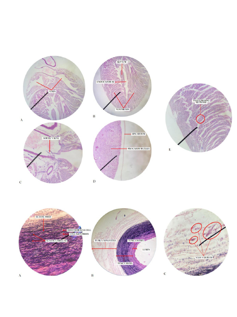BIO144 Ex 9-Berongoy | PDF | Artery | Red Blood Cell