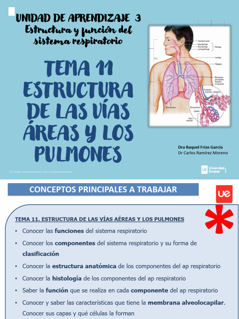 Tema 11. Estructura de Las Vías Aéreas y Los Pulmones | PDF | Pulmón ...
