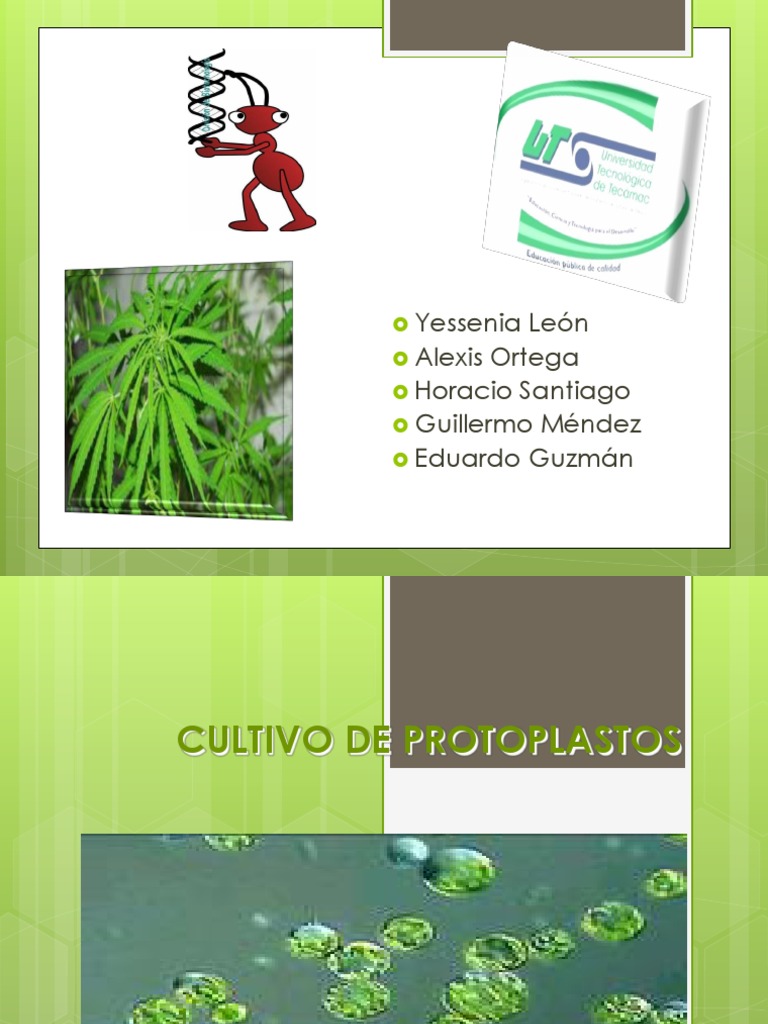 Cultivo de Protoplastos | PDF | Biología Celular) | Enzima