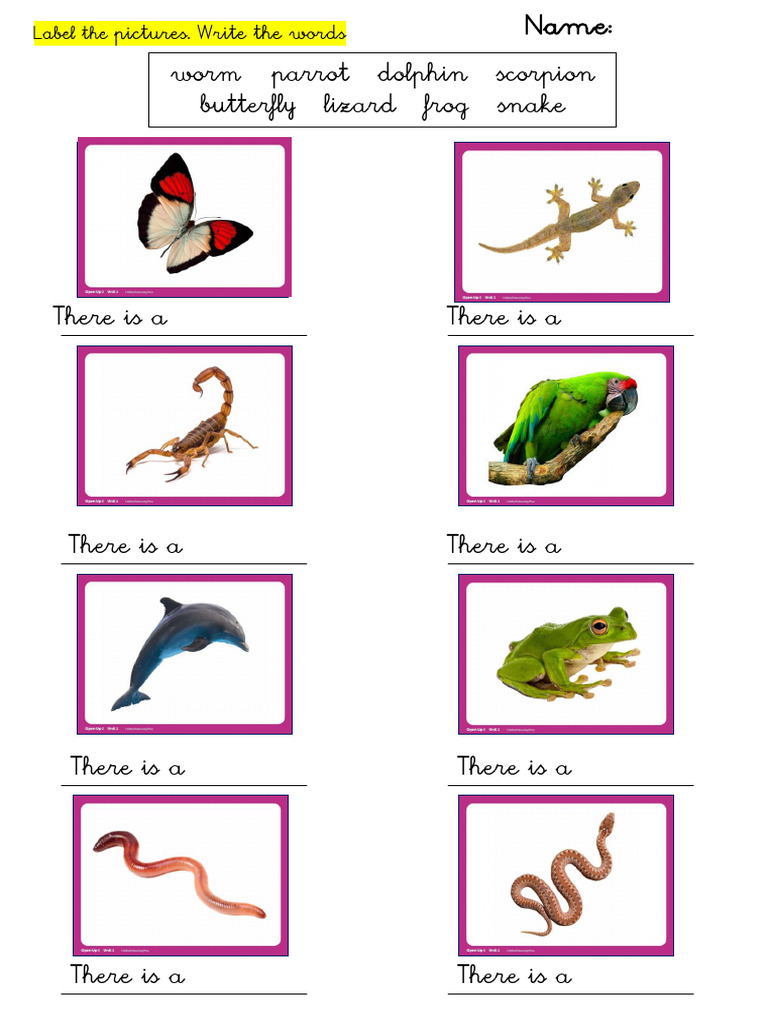 Label and Colour The Pictures - Animals | PDF