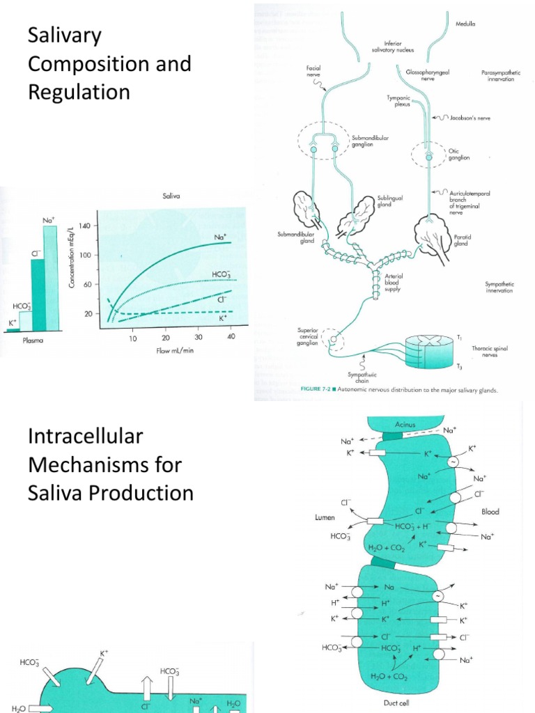 Salivary Composition and Regulation | PDF | Bile | Digestion