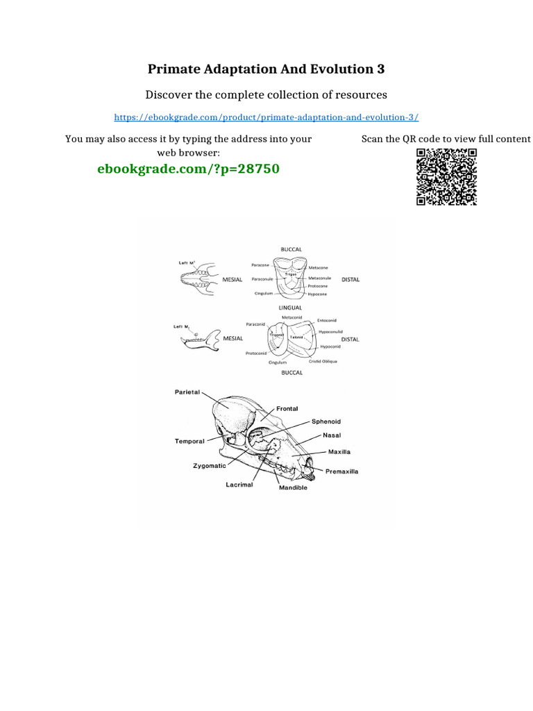 Primate Adaptation and Evolution 3 No Waiting Time | PDF | Medical ...