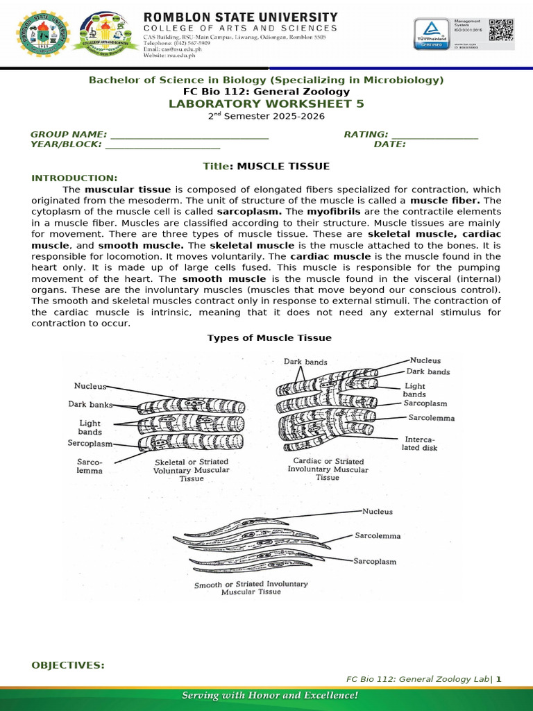 Worksheet 5 Muscle Tissue | PDF | Muscle | Skeletal Muscle