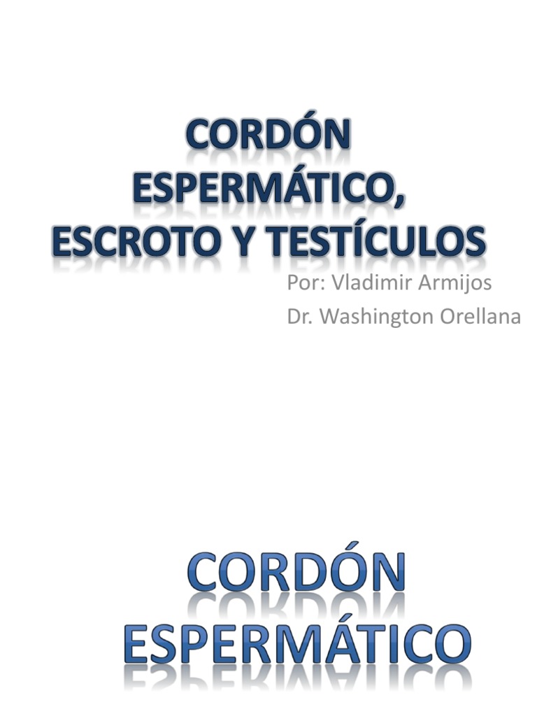 Anatomía del Escroto y Testículos | PDF