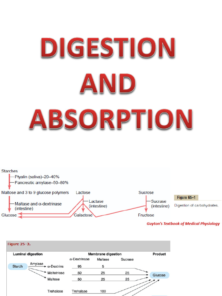 Absorption, Blood, Hemostasis, CV Physiology | PDF | Hemoglobin | Blood ...