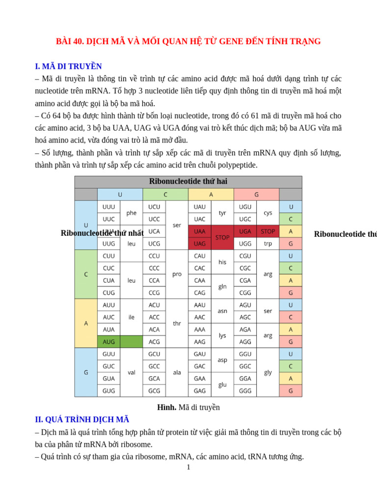 Bài 40. Dịch Mã Và Mối Quan Hệ Từ Gene Đến Tính Trạng - GV | PDF