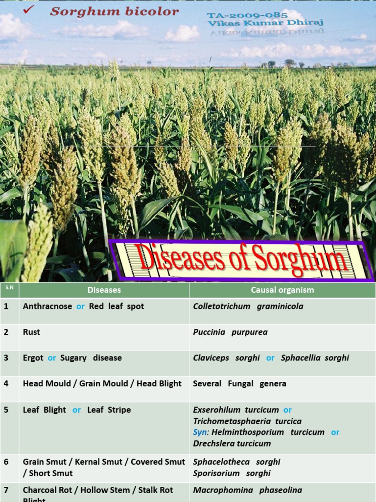Disease of Sorghum | PDF | Plants | Organisms