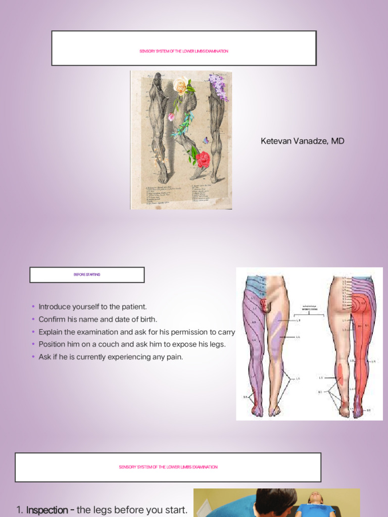 Sensory System of The Lower Limbs Examination | PDF | Anatomical Terms ...