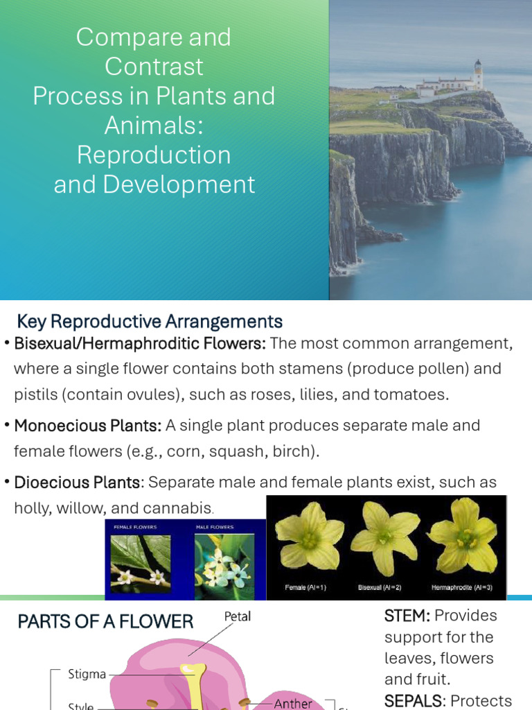 Bio 2 Reproduction Development | PDF | Menstrual Cycle | Flowers