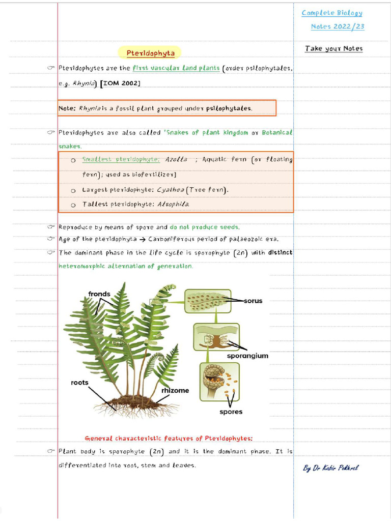 Pteridophyta | PDF