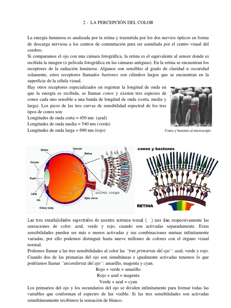 2 - Percepcion Del Color y Fuentes de Color | Percepción visual | Color