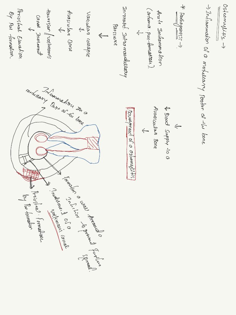 Musculo Skeletal and Endocrine System | PDF