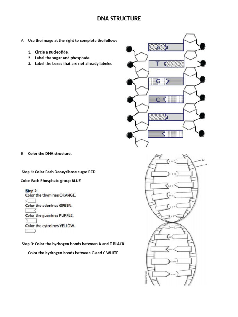 Dna Structure Activities | PDF