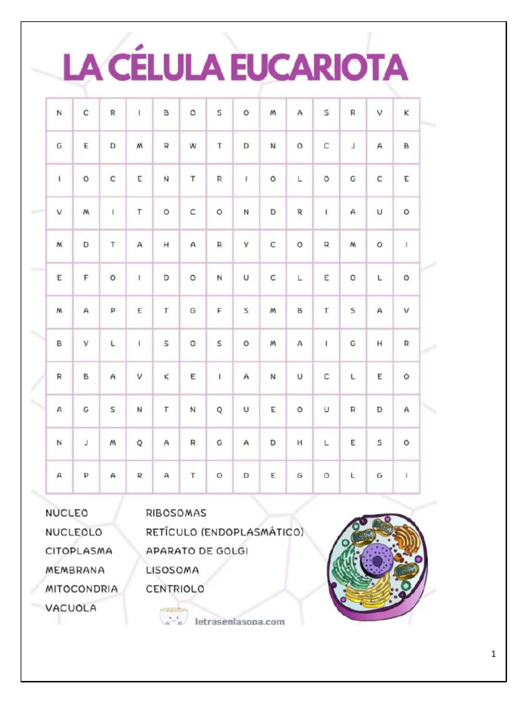 Sopa de Letras La Celula | PDF | Biología Celular) | Lisosoma