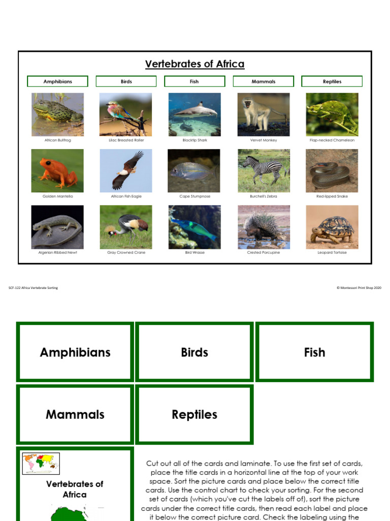 SCF-122 Africa Vertebrate Sorting (Color Borders) | PDF | Zoology