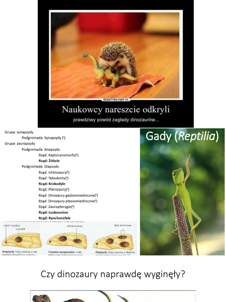 Gady (Repitlia) | PDF