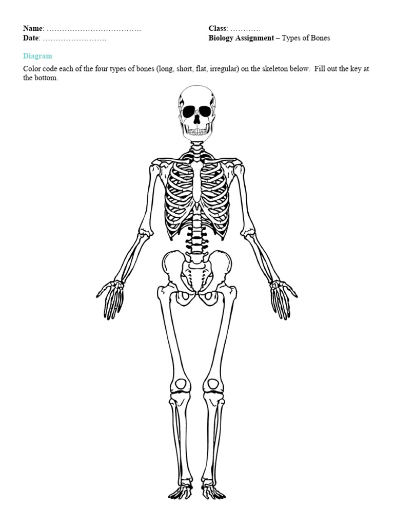 Biology Assignment – Types of Bones | PDF