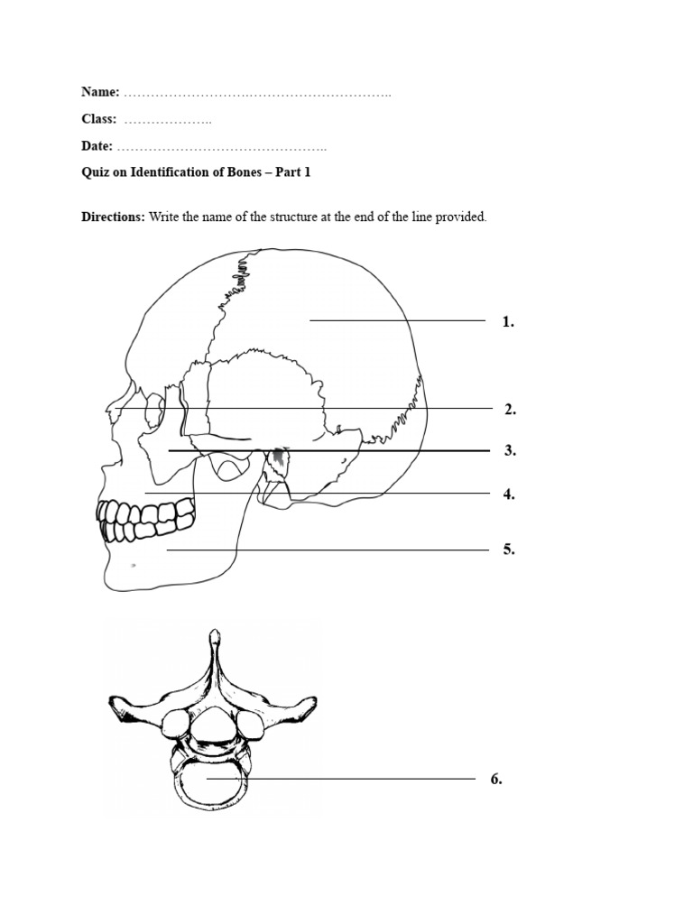 Skeletal System Introductory Quiz | PDF
