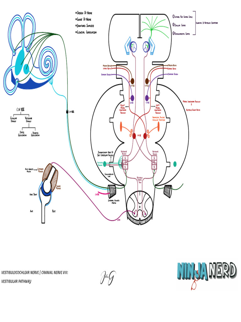Vestibulocochlear Nerve Cranial Nerve VIII- Vestibular Pathway (1) | PDF