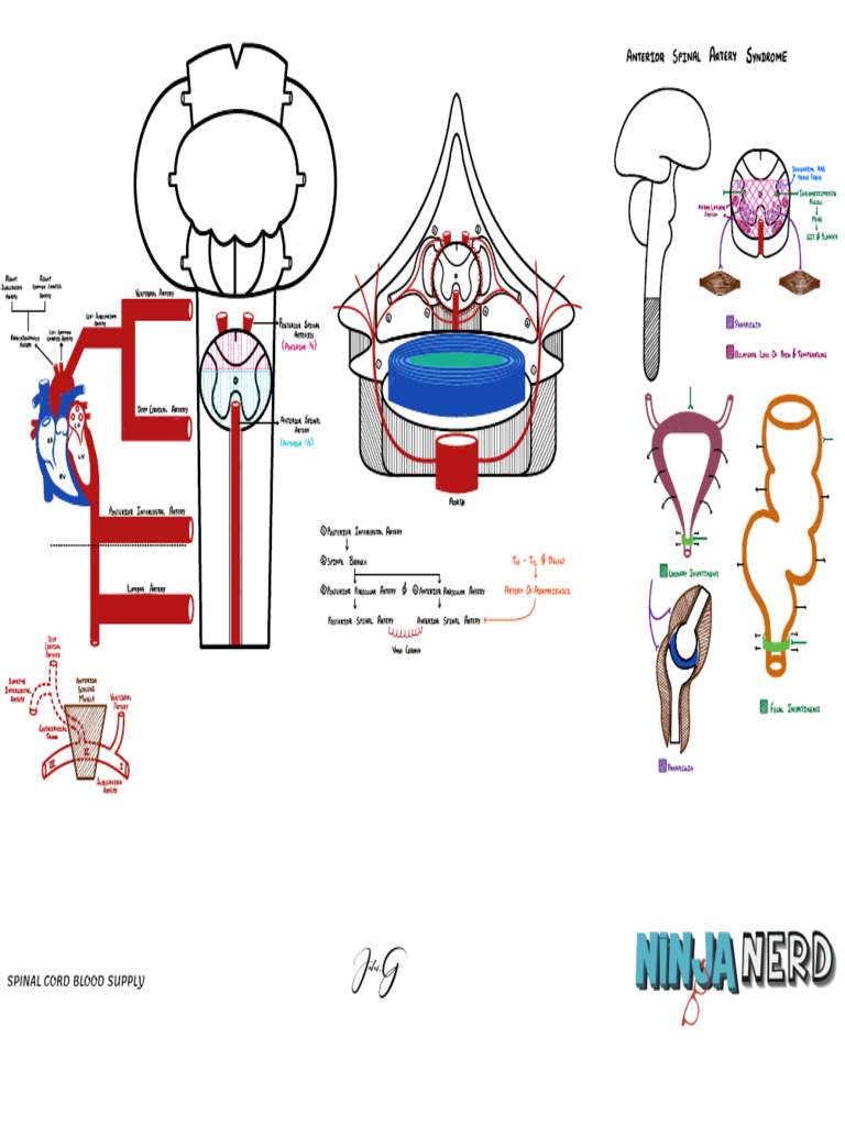 Spinal Cord Blood Supply | PDF