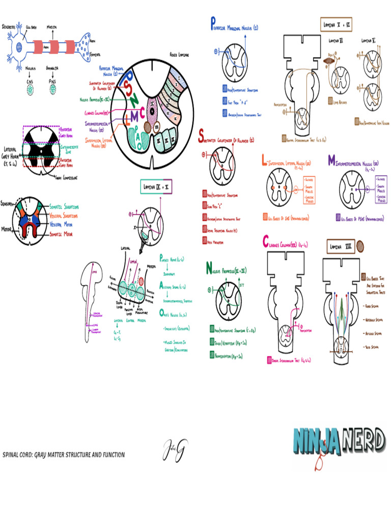 Spinal Cord - Gray Matter Structure & Function | PDF
