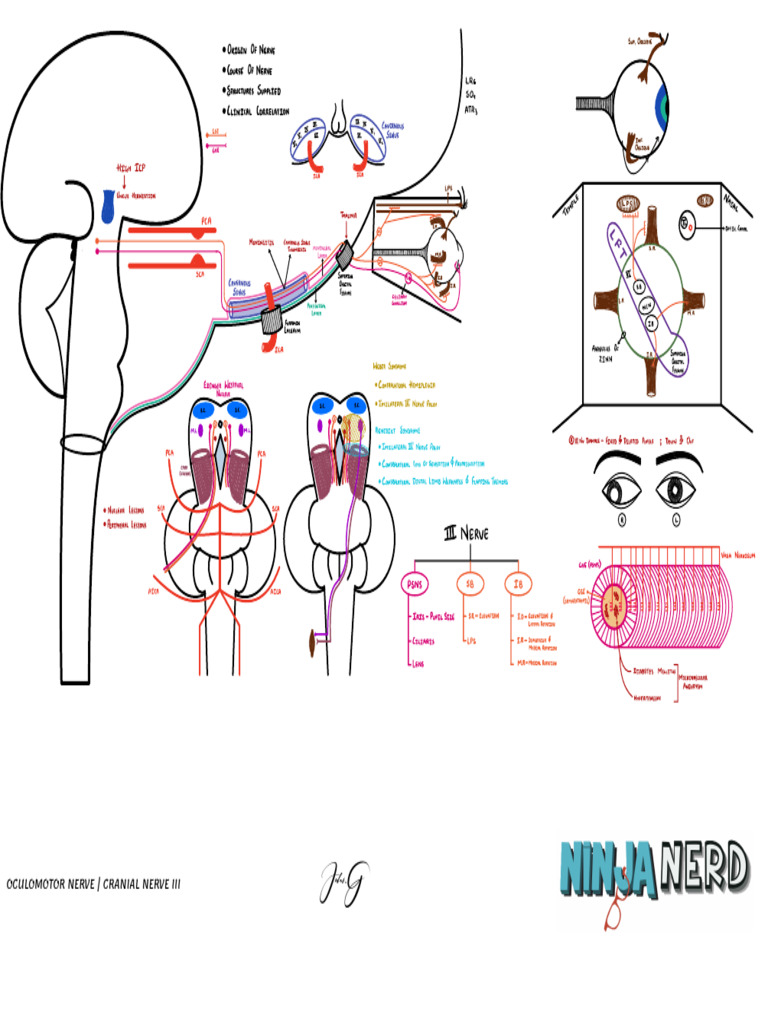 Oculomotor Nerve- Cranial Nerve III (1) | PDF | Human Anatomy ...