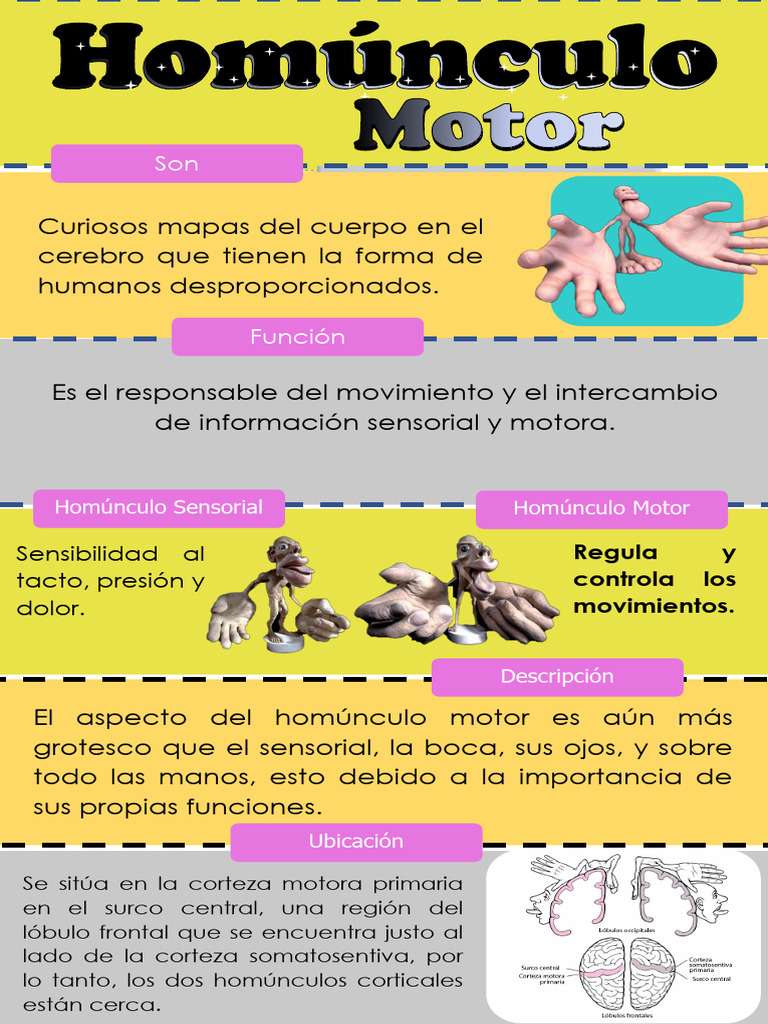 Homunculo | PDF