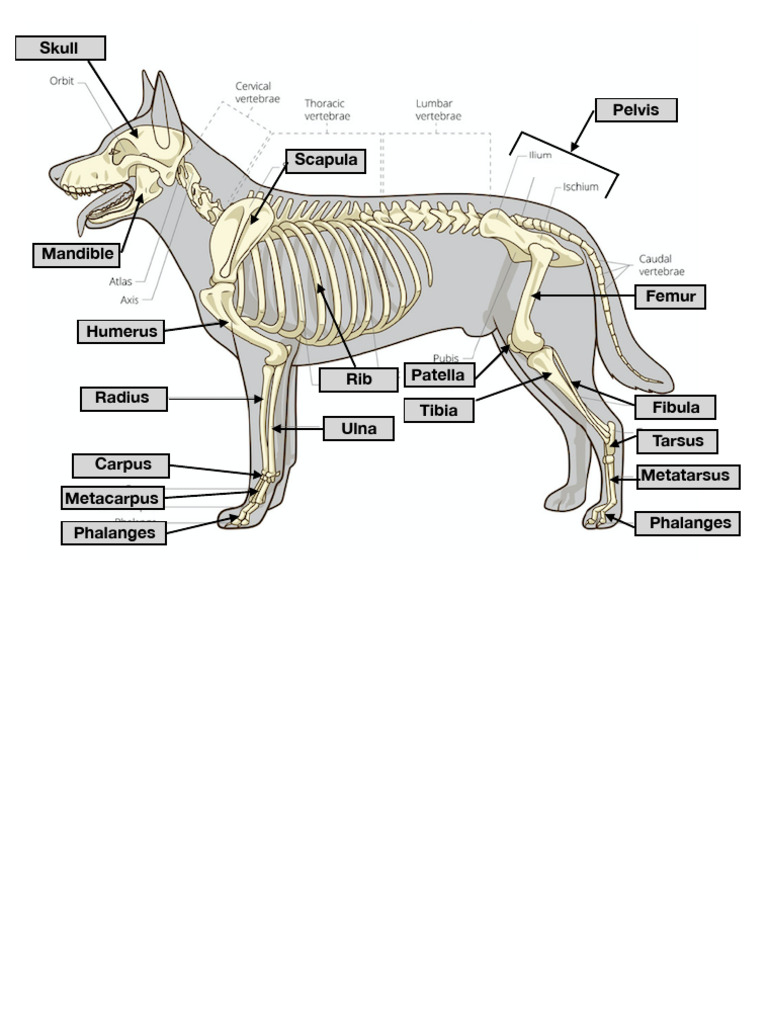 Dog Labled | PDF