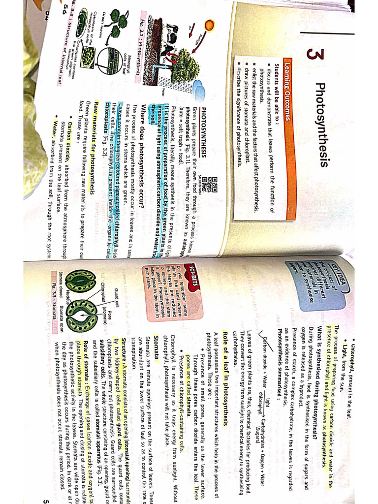 Biology Photosynthesis | PDF